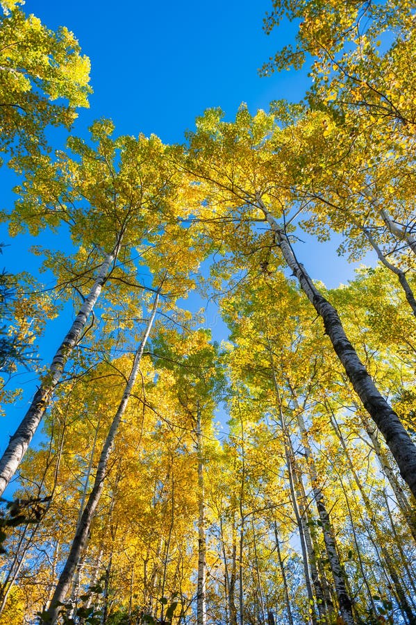 Birch Tree Forest in Fall stock photo. Image of fall - 154513016