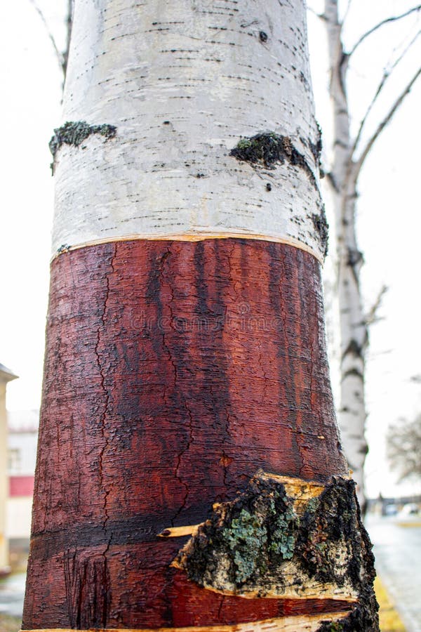 The Birch Tree. Close Up View of Birch Bark for Background Texture ...