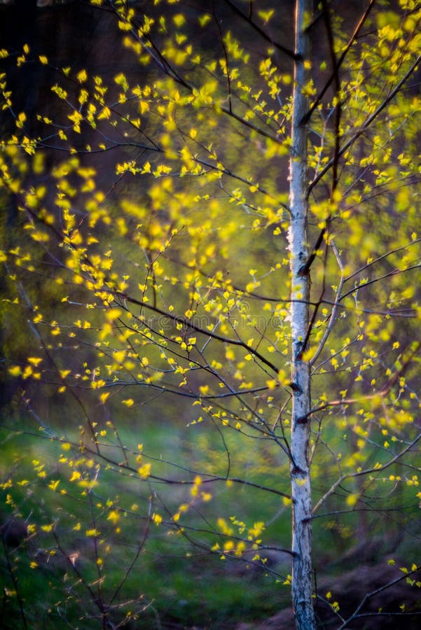 Birch Tree Closeup in Spring Stock Image - Image of birch, intense ...
