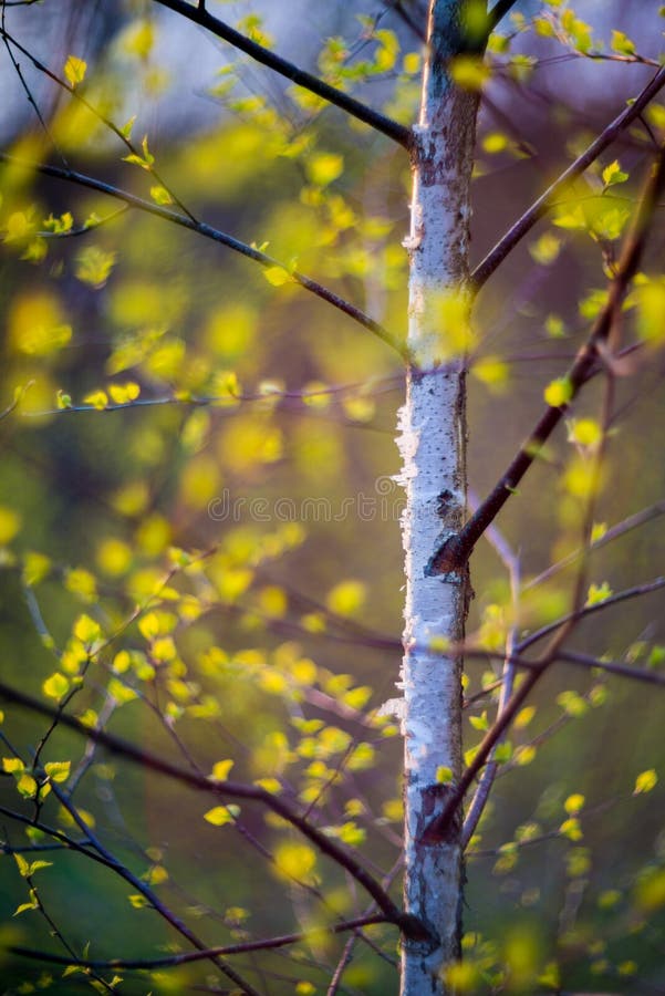 Birch Tree Closeup in Spring Stock Image - Image of vibrant, unique ...