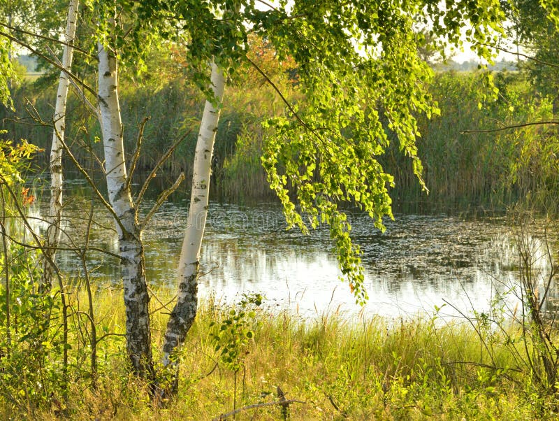 Birch on Coast of Small Swiss Lake Stock Photo - Image of swiss ...