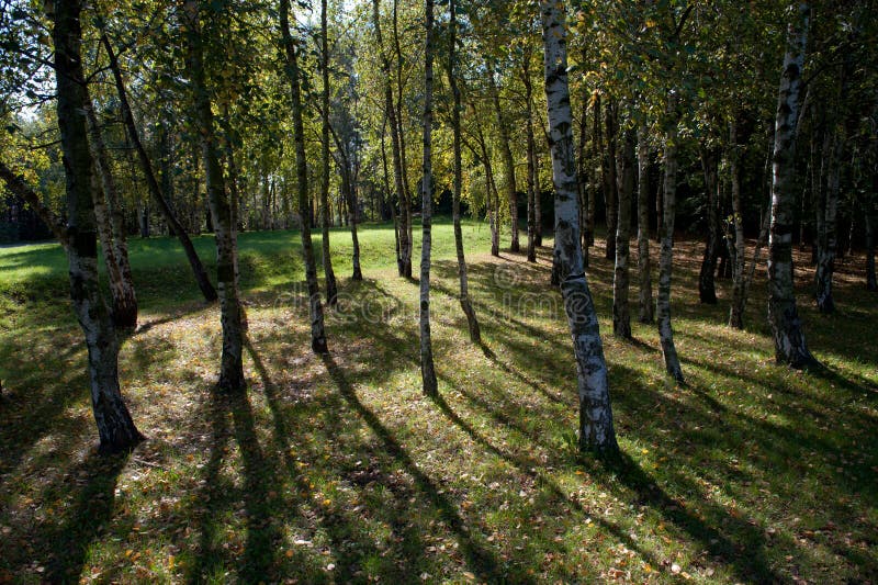 Birch tree coppice stock photo. Image of cultivated, grass - 16654228