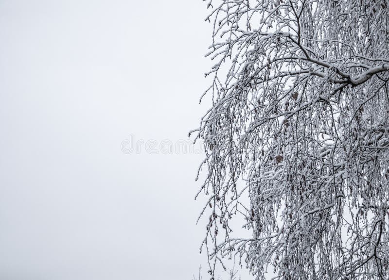Birch tree covered by snow stock photo. Image of snow - 136545998
