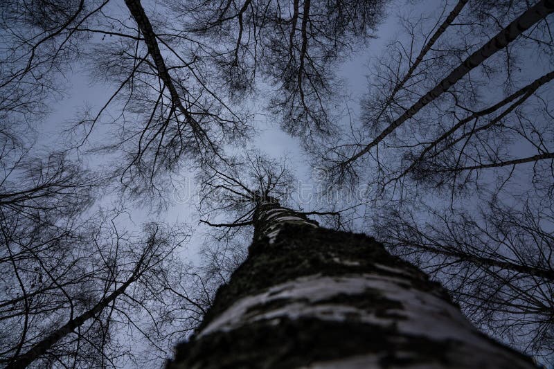 Birch Tree Crown with a View of the Cloudy Sky in Winter. Bottom-up ...