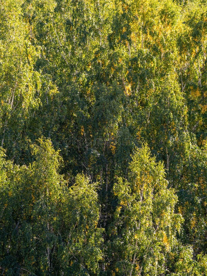 Birch Tree Crowns from Above. View To the Park from Above Stock Photo ...
