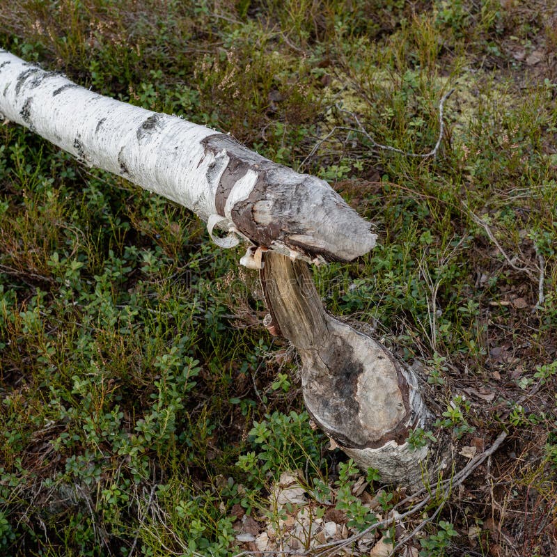 A birch tree cut by beaver stock photo. Image of beavers - 239443892