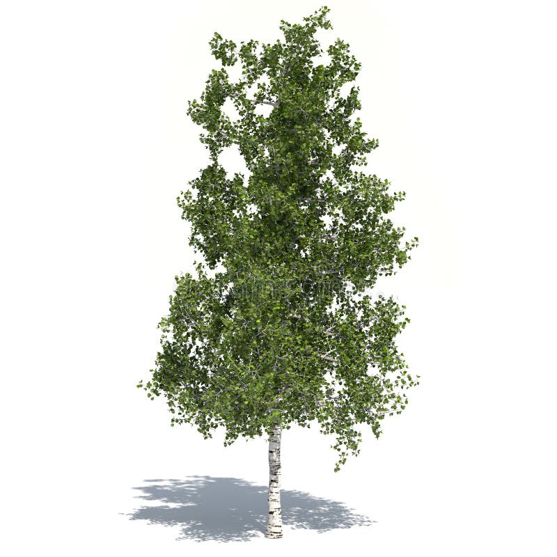Birch tree 3d illustrated stock illustration. Illustration of birch ...
