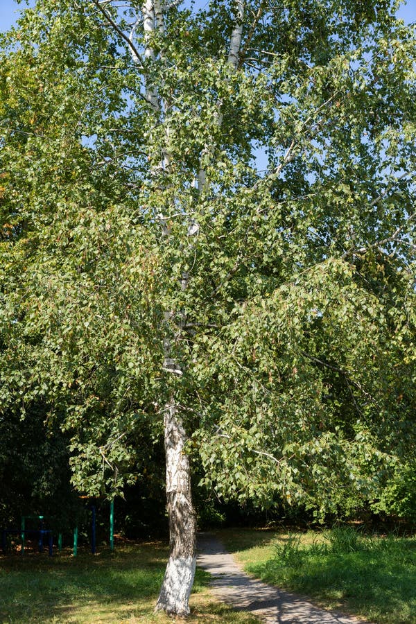 Birch Tree in the Daytime in Summer Stock Photo - Image of observation ...