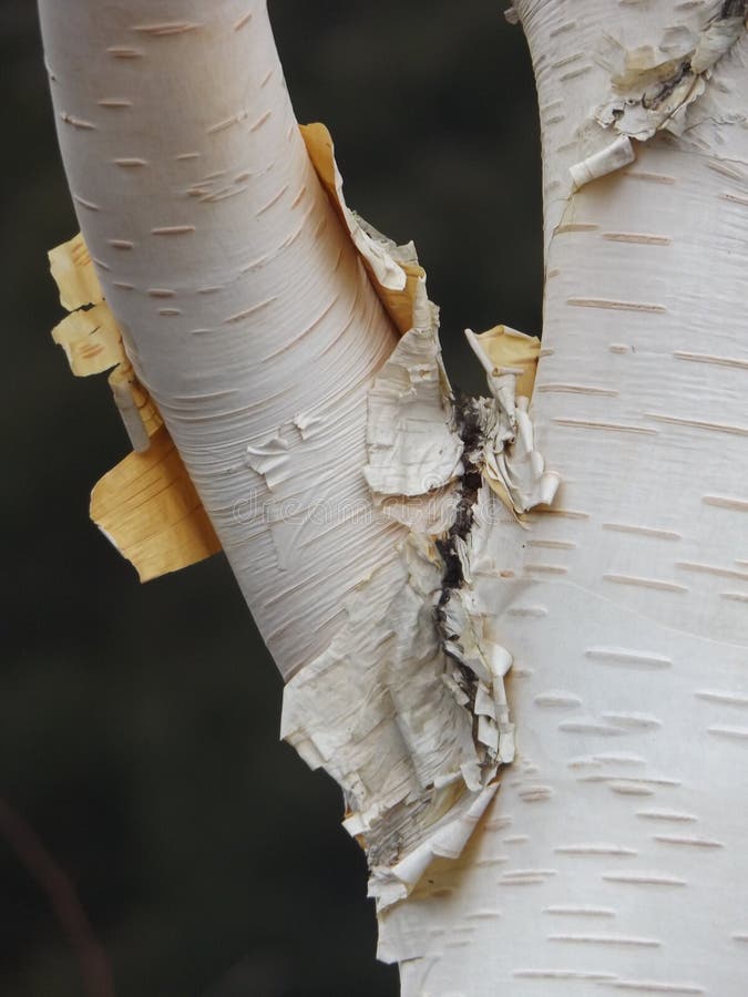 Birch Tree stock photo. Image of peeling, tree, forests - 86411604