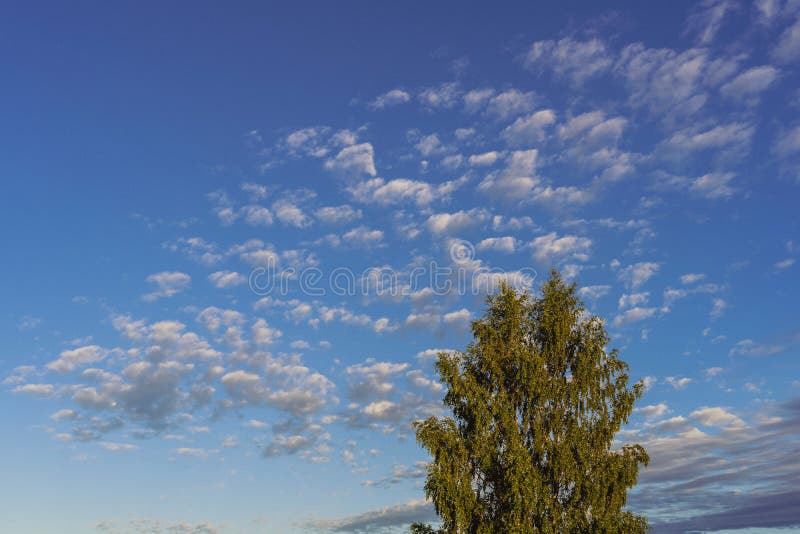 Birch Tree in a Distance Under Cloudy Blue Sky on the Horizon Stock ...