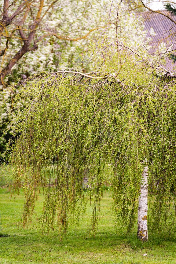Birch Tree with Drooping Branches Stock Image - Image of backyard ...