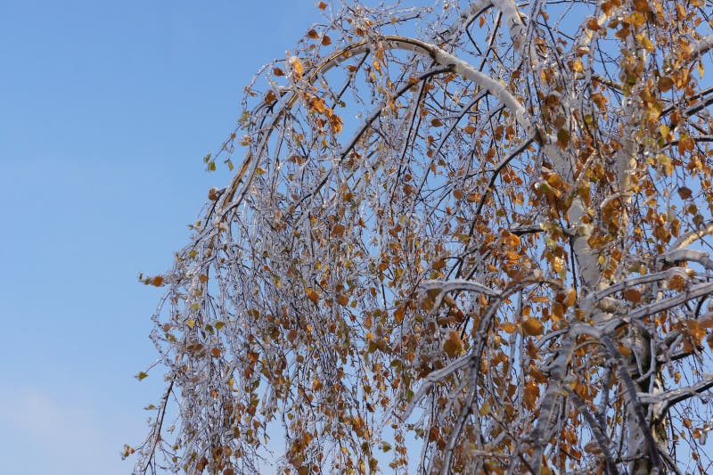 A Birch Tree with Drooping Foliage a Consequence of Freezing Rain Stock ...