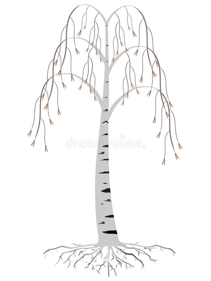 Birch Tree Roots Stock Illustrations – 43 Birch Tree Roots Stock ...