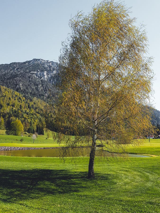 A Birch Tree Enjoying the Middle of a Soft Meadow Stock Photo - Image ...
