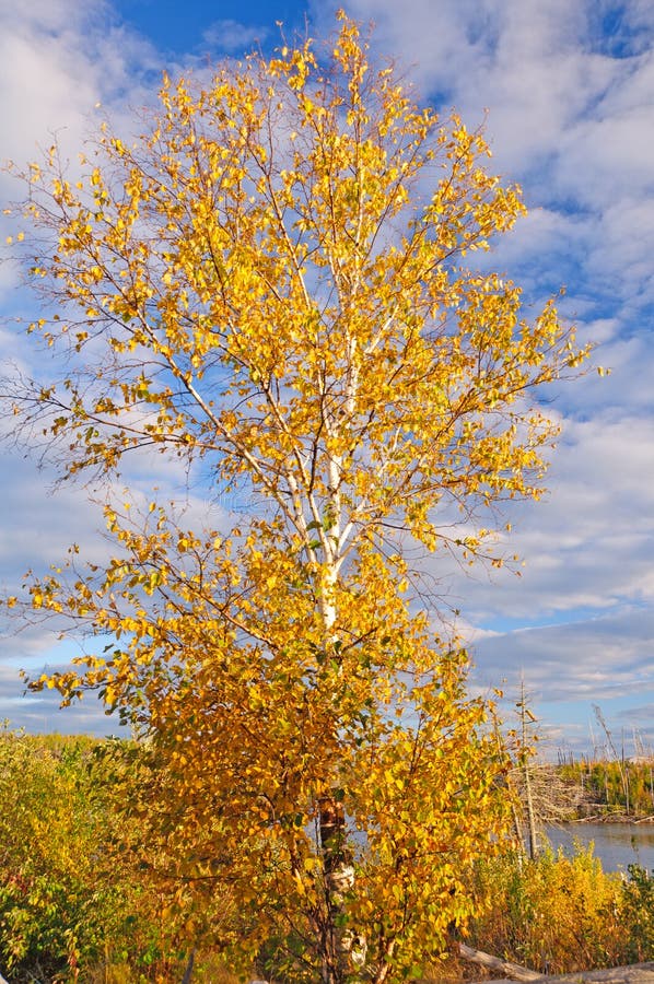 Birch Tree in Fall Colors Against a Blue Sky Stock Image - Image of ...