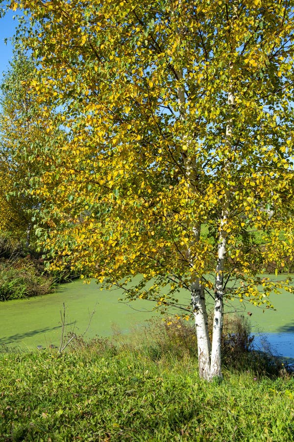 Birch Tree in the Fall Near an Overgrown Pond. Trees in Autumn Foliage ...