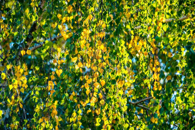 Birch tree fall season stock image. Image of landscape - 78311465