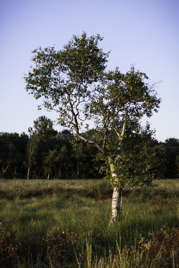 Birch Tree in Field, Autumn Stock Photo - Image of remote, denmark ...