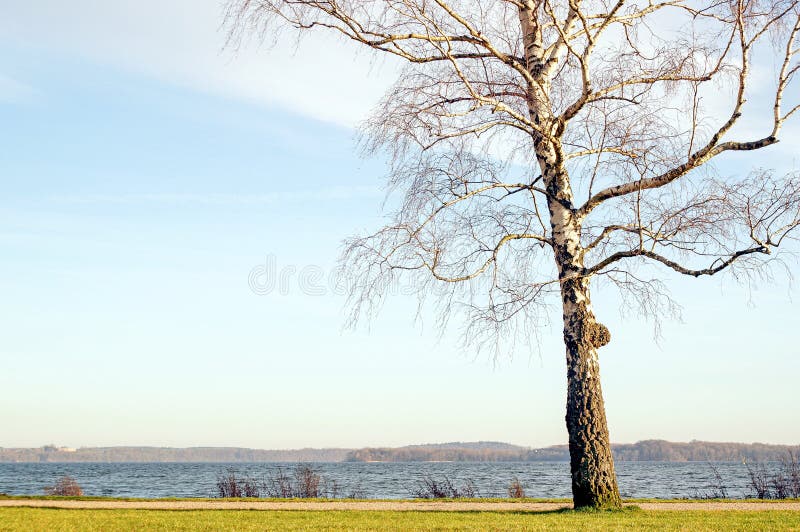 Birch Tree in the Field at the Lake Stock Image - Image of lake ...