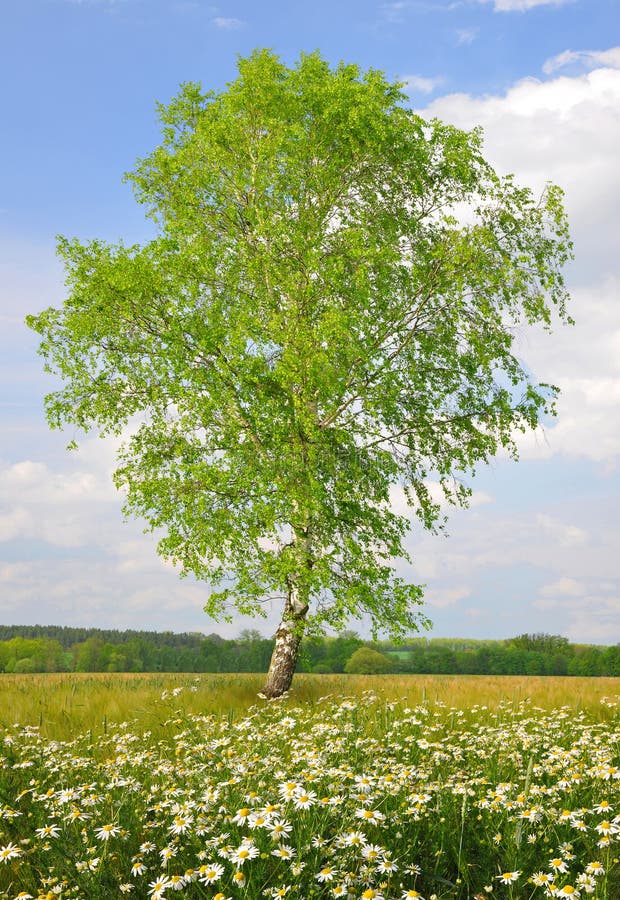 Birch tree stock image. Image of green, huge, high, dense - 35148005