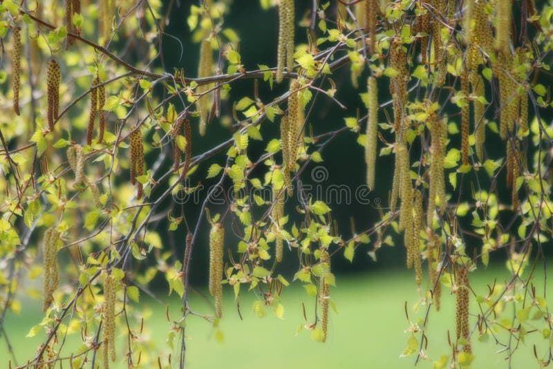 Birch Tree Flowers stock photo. Image of branch, soft - 14416770