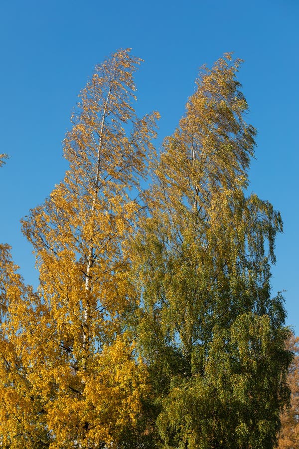 Birch Tree and Foliage in Autumn Colors Stock Image - Image of season ...