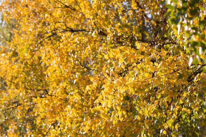 Birch Tree and Foliage in Autumn Colors Stock Photo - Image of scenic ...