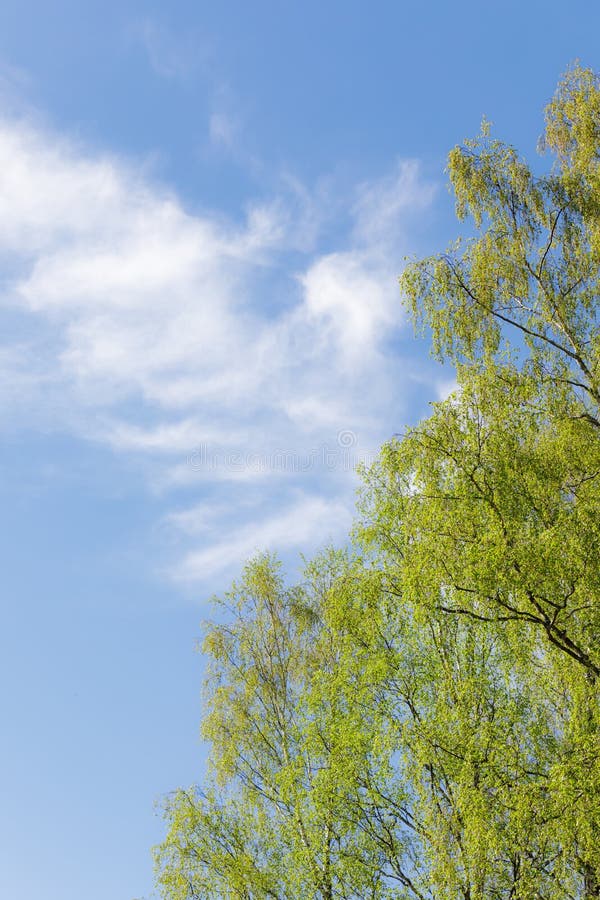 Birch Tree Foliage Growing at Spring Stock Image - Image of birch ...