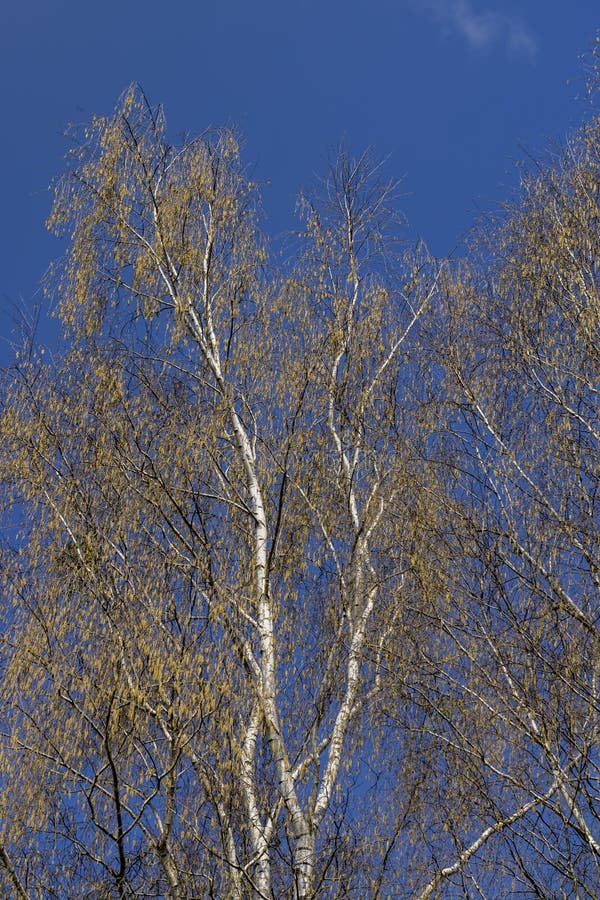 A Birch Tree without Foliage in the Spring Season Stock Photo - Image ...