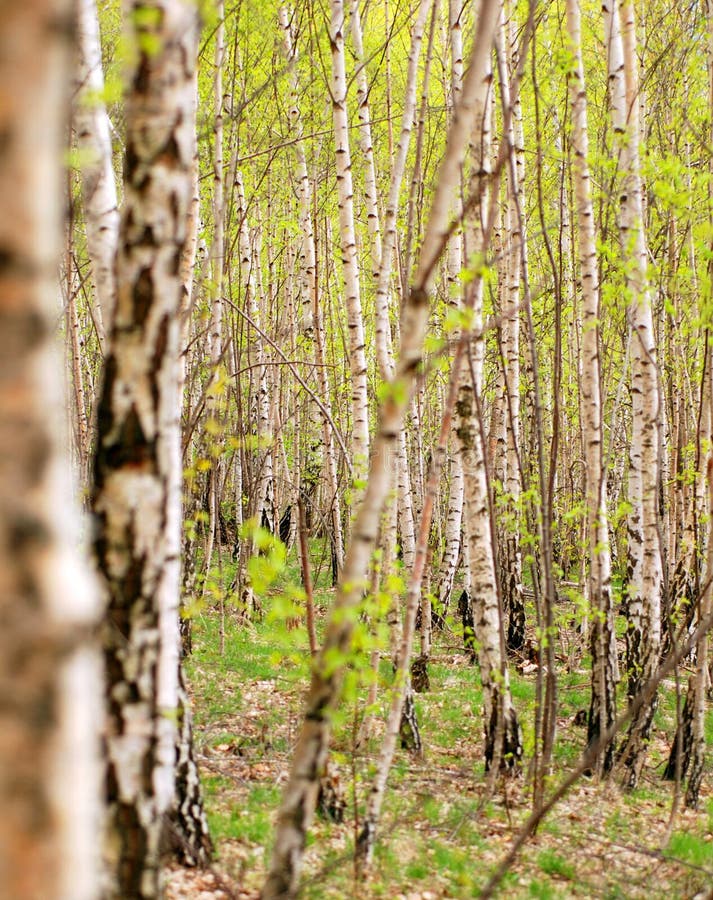 Birch tree forest stock image. Image of wilderness, countryside - 5166737