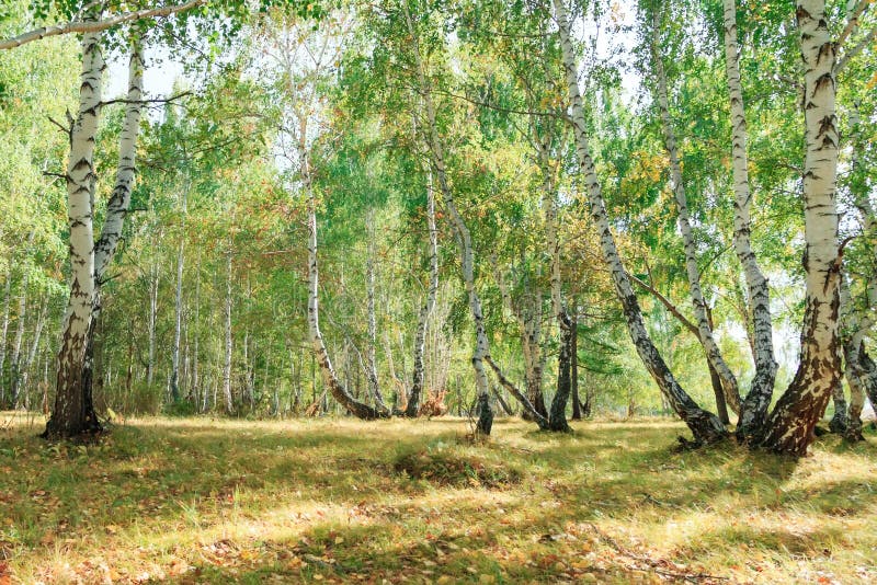 Birch Tree Forest in Autumn with Sunset Sunlight Stock Image - Image of ...