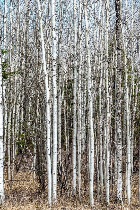 Birch Tree Forest Background in Wisconsin State Stock Photo - Image of ...