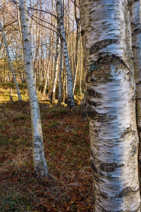 Birch Tree Forest. Beautiful White Trees and Ground Covered with Leaves ...