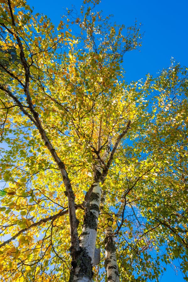 Birch Tree Forest in Fall stock image. Image of nature - 154512491