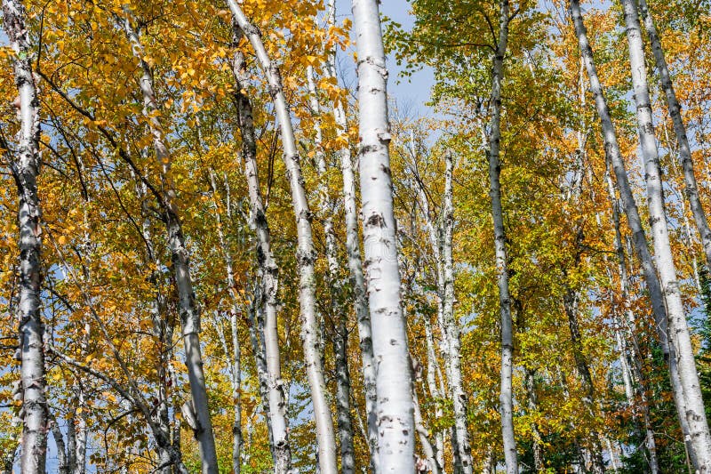 Birch Tree Forest in Fall stock photo. Image of forest - 154513832