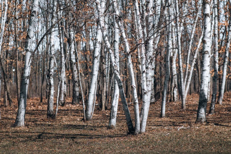 Birch Tree Forest in the Fall Stock Image - Image of white, autumn ...