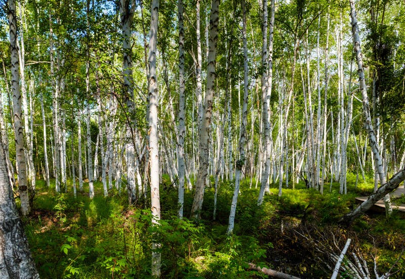 Birch Tree Forest by a Marsh Stock Image - Image of fairbanks, birch ... Birch Tree Forest by a Marsh Stock Image - Image of fairbanks, birch ...