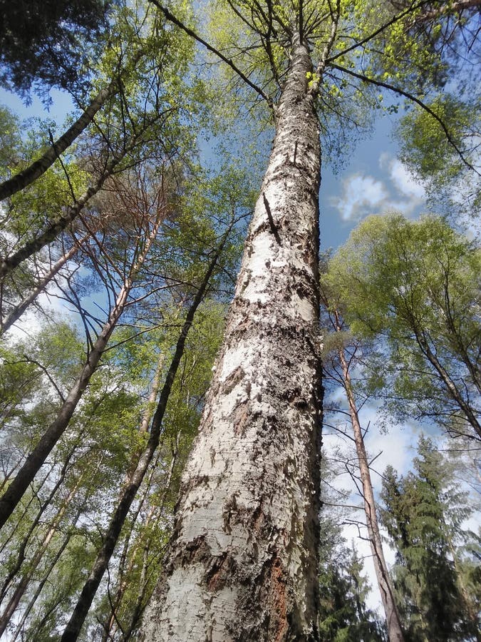 Birch tree is stock image. Image of tree, blue, forest - 146806739
