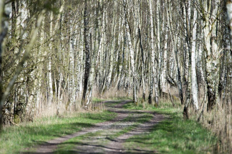 Birch Tree Forest in Spring Stock Photo - Image of mood, perfect: 163498290