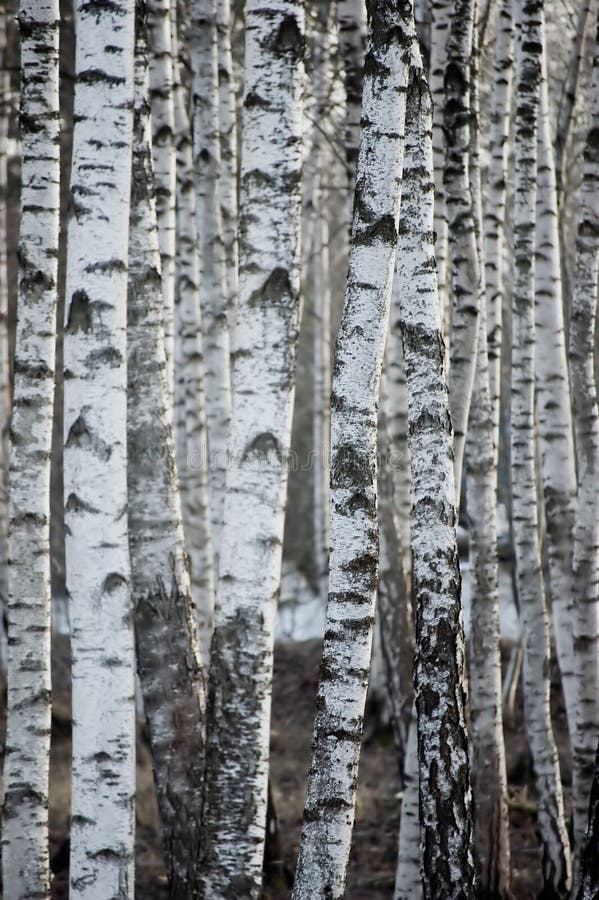 Birch Tree Forest at Spring, Large Detailed Vertical Background Closeup ...