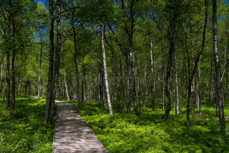 Birch Tree Forest in Spring at a Marsh Stock Photo - Image of birch ...