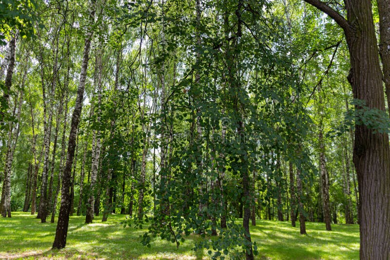 Birch Tree Forest during Summer Stock Image - Image of landscape ...