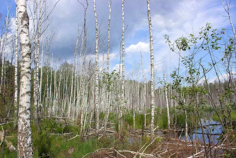 Birch Tree Forest on a Swamp in Sunny Day Stock Image - Image of branch ...