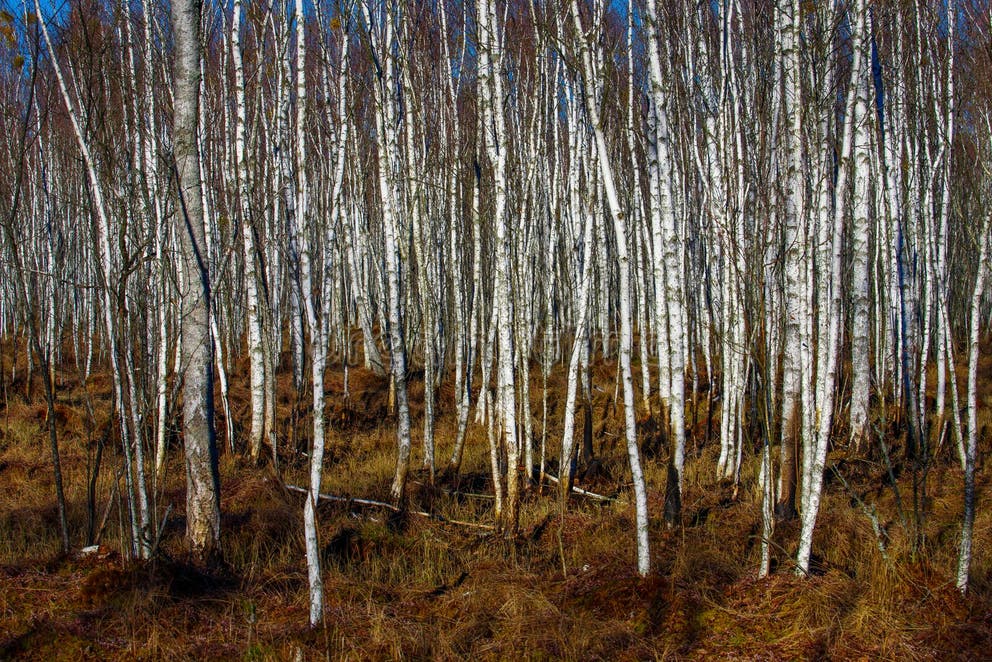 Birch Tree Forest on a Swamp Stock Photo - Image of grass, tree: 89117338