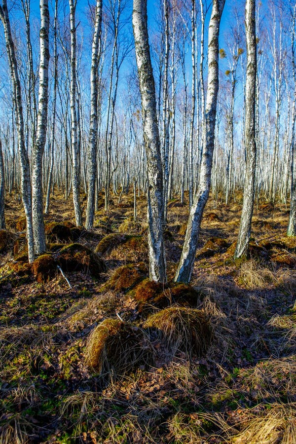3,728 Birch Tree Swamp Stock Photos - Free & Royalty-Free Stock Photos ...
