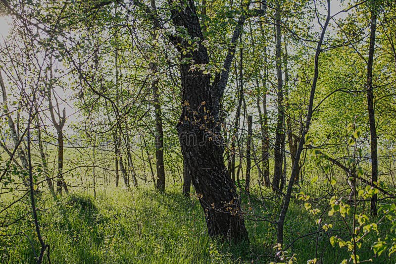 Birch Tree. a Genus of Deciduous Trees and Shrubs of the Birch Family ...