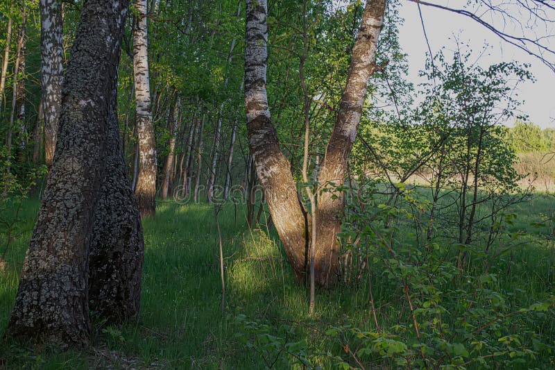 Birch Tree. a Genus of Deciduous Trees and Shrubs of the Birch Family ...