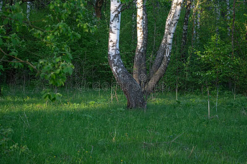 Birch Tree. a Genus of Deciduous Trees and Shrubs of the Birch Family ...