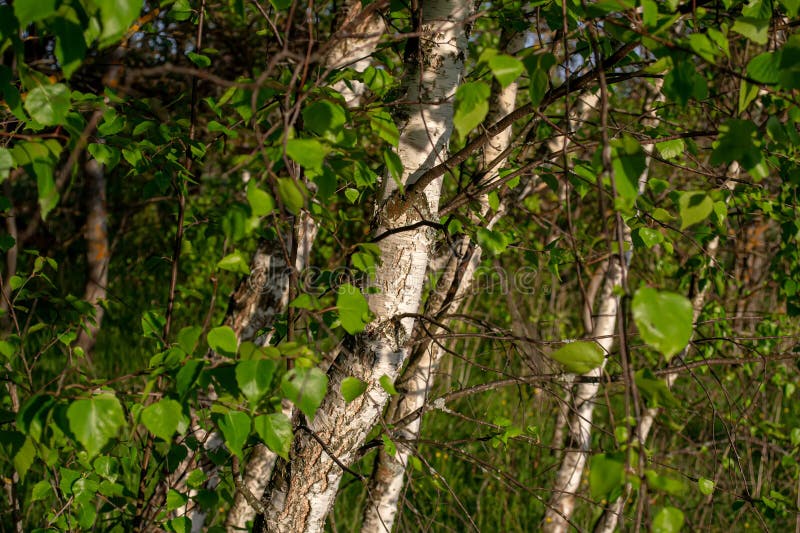 Birch Tree. a Genus of Deciduous Trees and Shrubs of the Birch Family ...