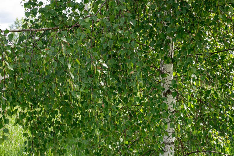 Birch Tree. a Genus of Deciduous Trees and Shrubs of the Birch Family ...